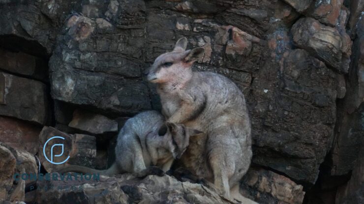 Purple-necked Rock-wallaby Conservation Partners
