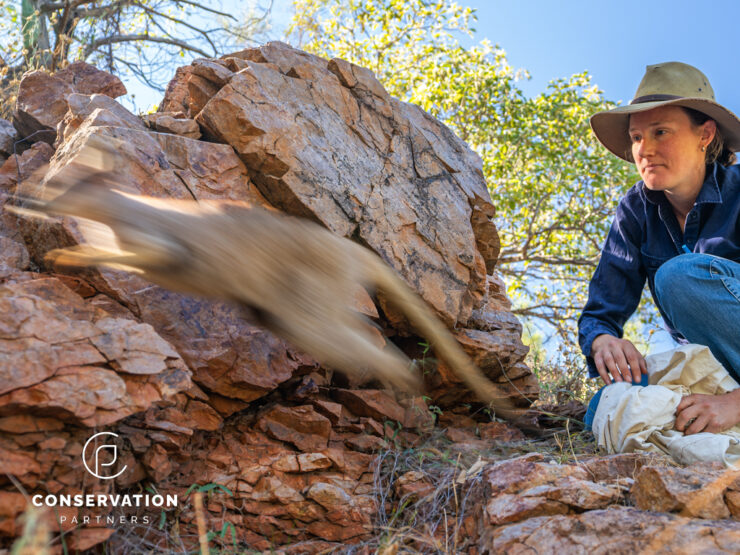 Purple-necked Rock-wallaby Conservation Partners