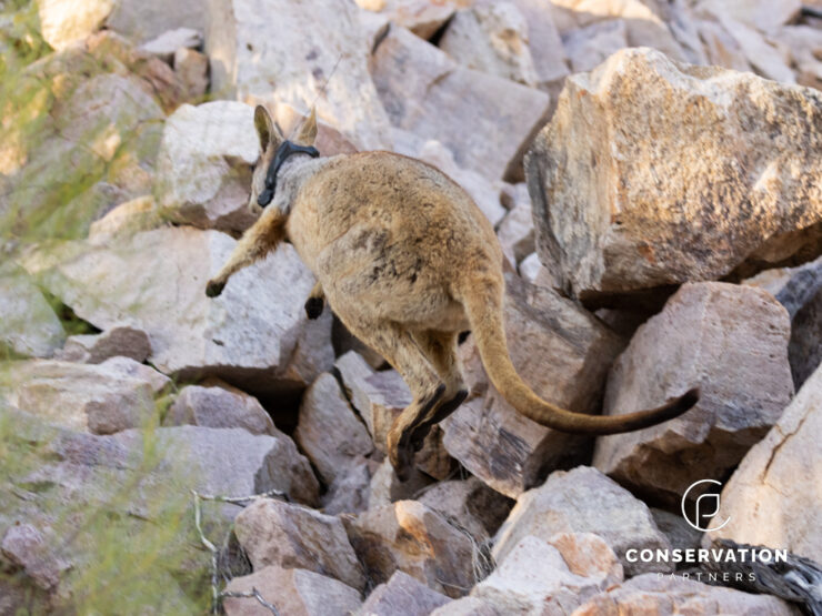 Purple-necked Rock-wallaby Conservation Partners