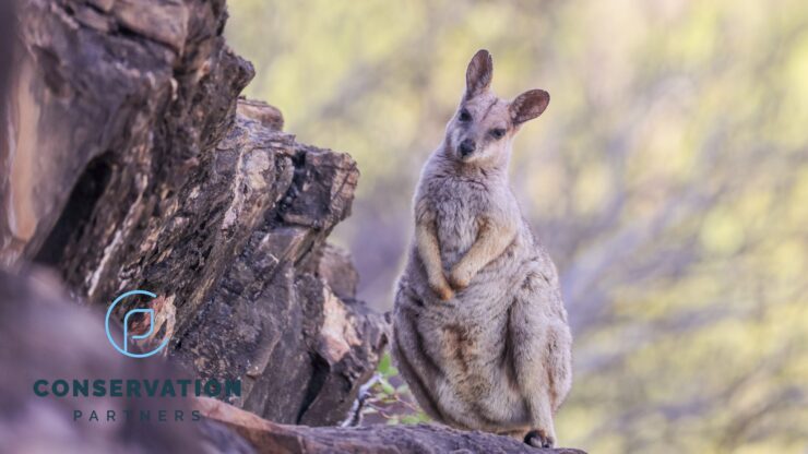 Purple-necked Rock-wallaby Conservation Partners